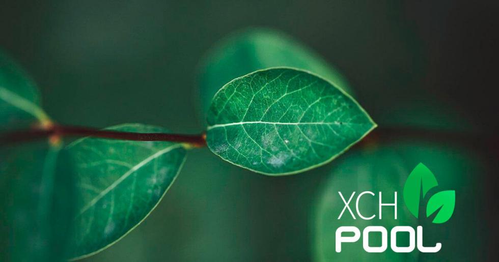 XCHpool Good NEWS Update - Chia NetSpace Reached Over 15 EiB